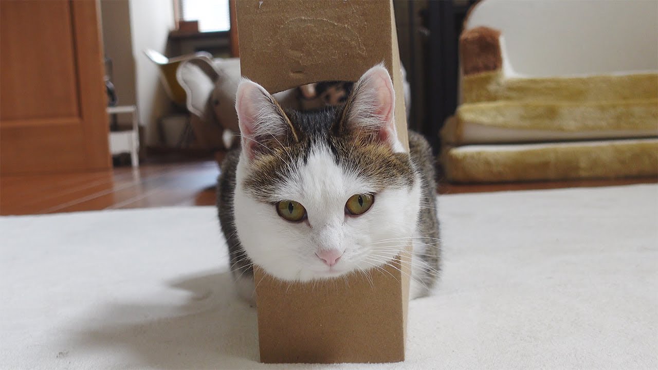 【mugumogu】まるの教えを忠実に守るねこ。-Miri faithfully follows Maru’s teachings ...