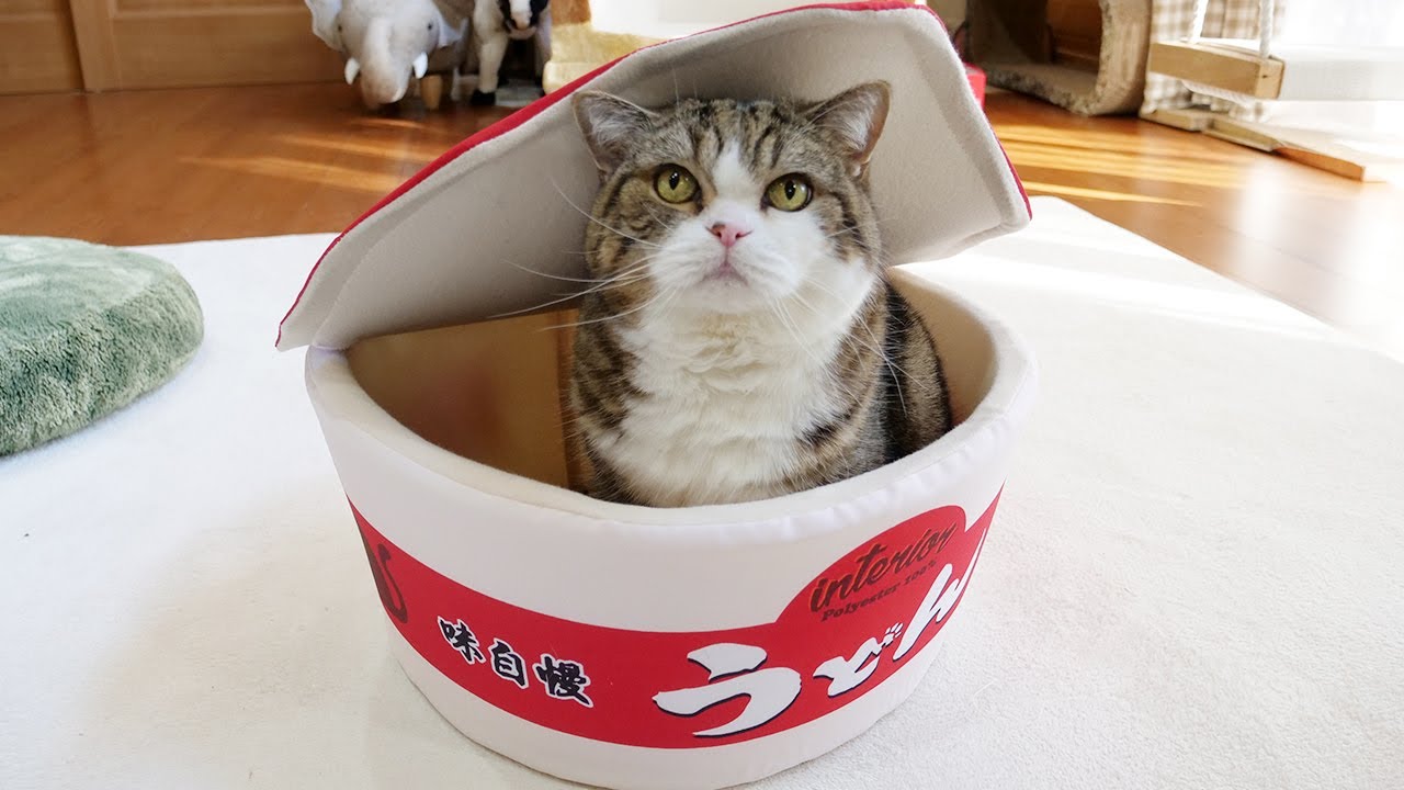 【mugumogu】遂にうどんが完成したねこ。 -Maru finally completed the udon noodles ...