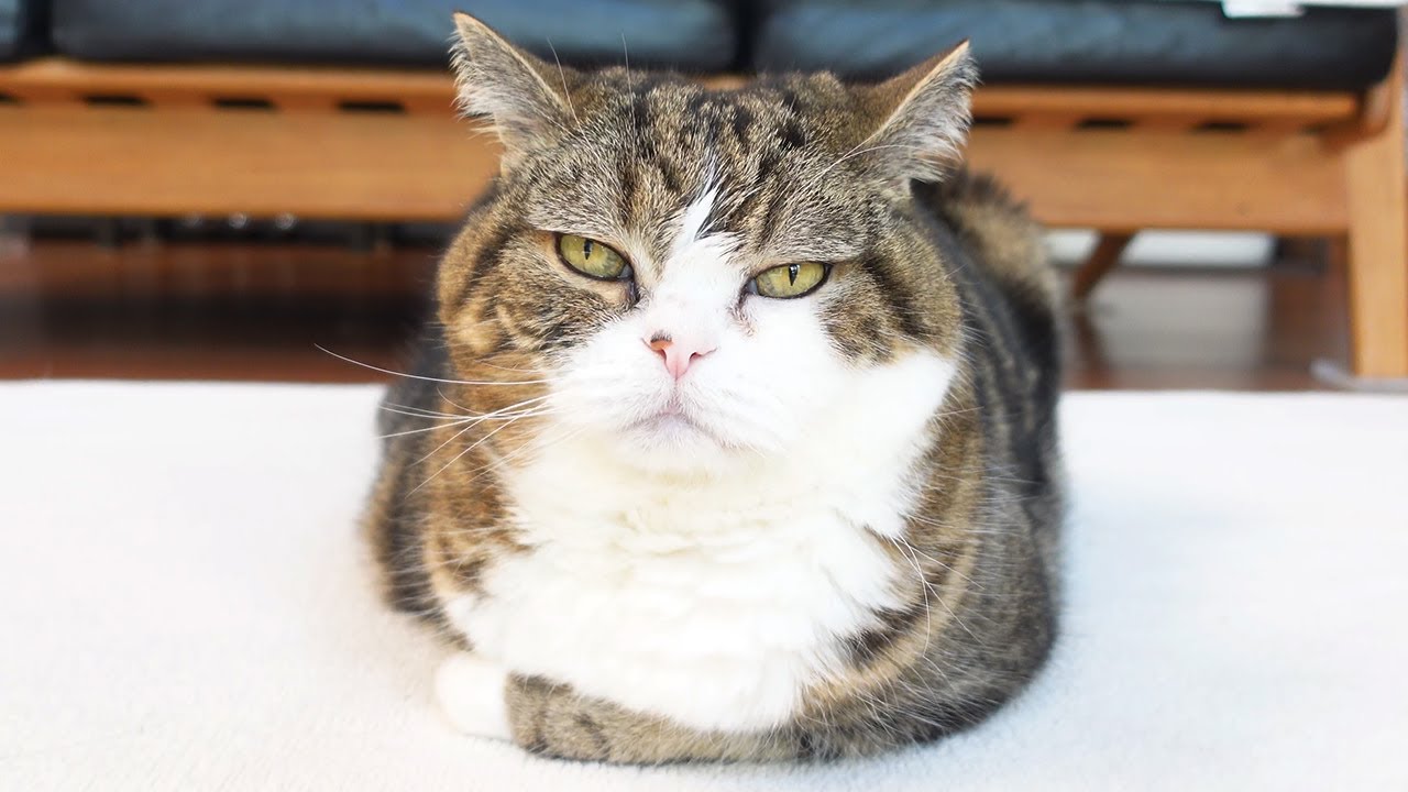 【mugumogu】箱にぴったりと収まってるねこ | まとめん（ペット）