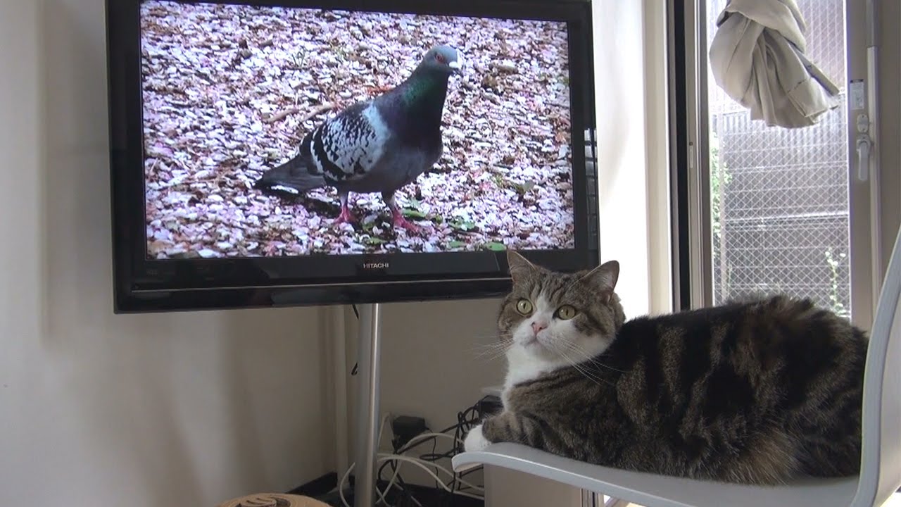 【mugumogu】「まるのためのビデオ」を見るまる | まとめん（ペット）