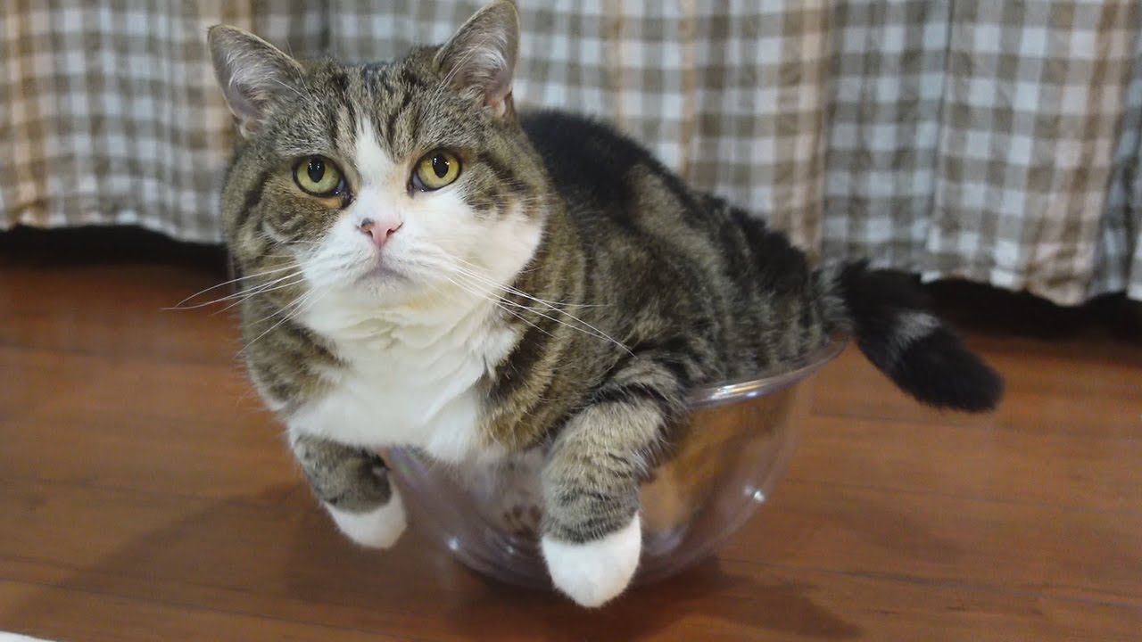 【mugumogu】収まるプロなねこ | まとめん（ペット）