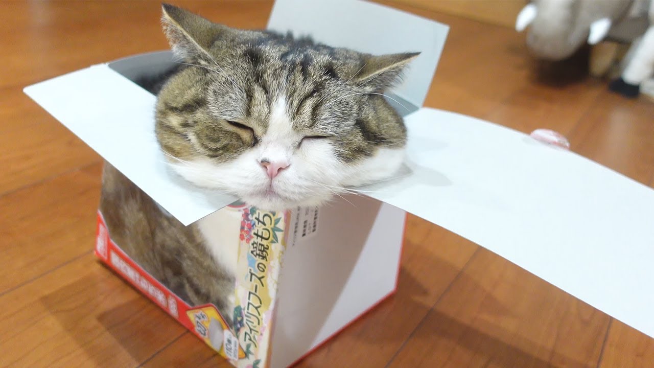 【mugumogu】鏡もち箱とねこ4 | まとめん（ペット）