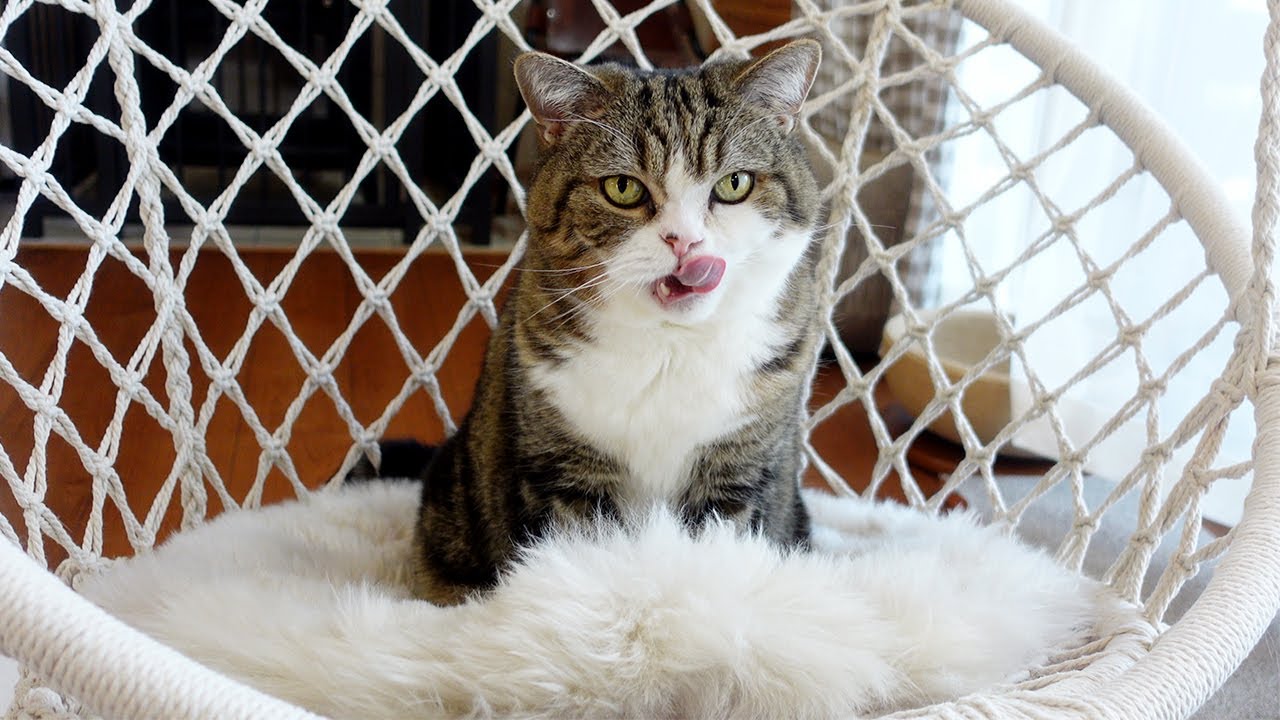 【mugumogu】新しいブランコの上で優雅に草を食べるねこ | まとめん（ペット）