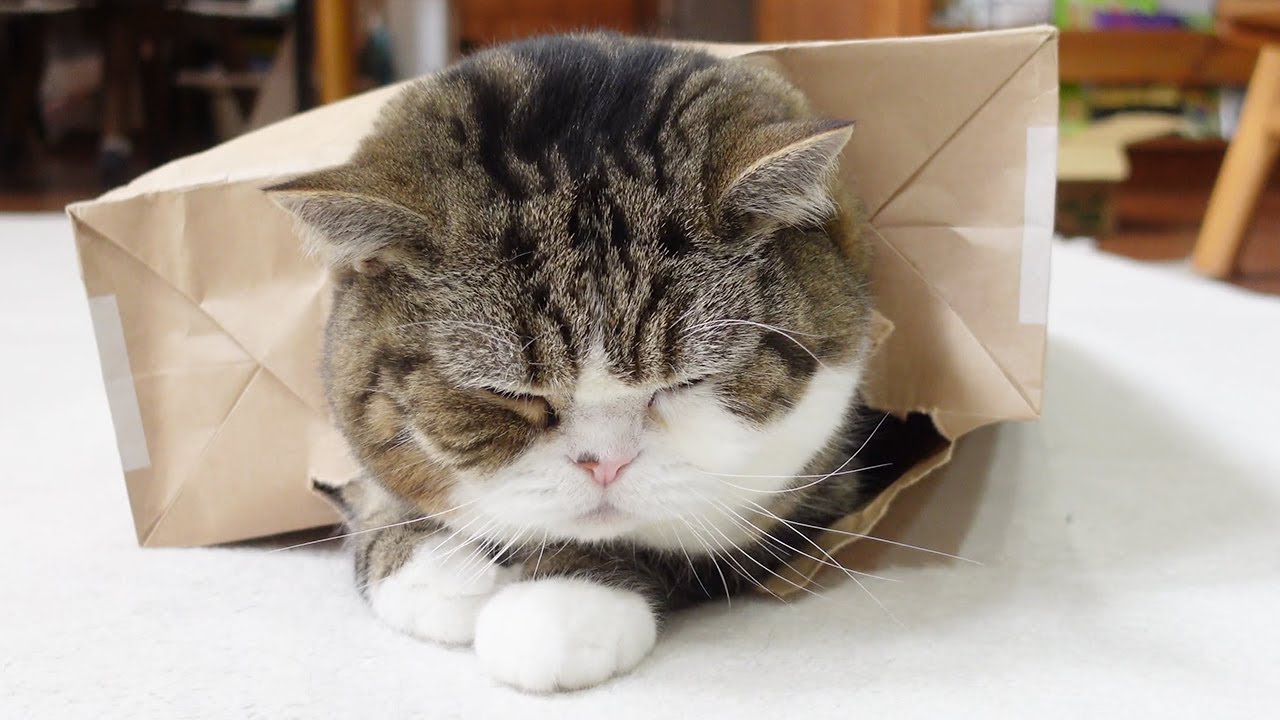 【mugumogu】豪快過ぎて真似できないねこ | まとめん（ペット）