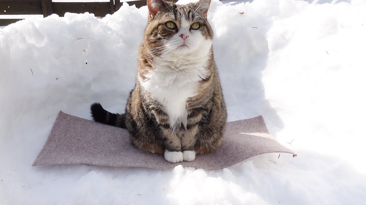 【mugumogu】まるさん家4 | まとめん（ペット）