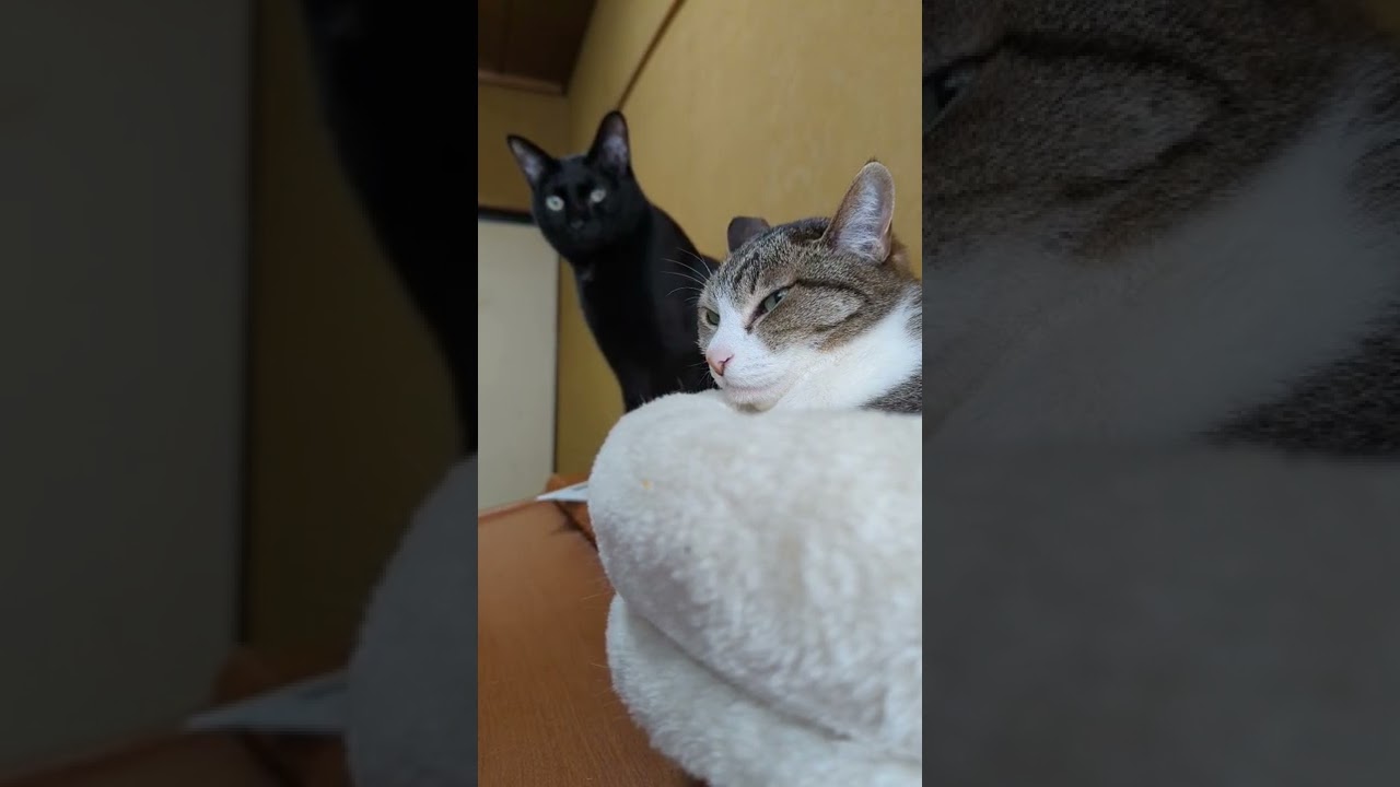 【MAKO0MAKO0 / まこまこ】猫の距離間 – Cats keep a distance – #Shorts | まとめん（ペット）