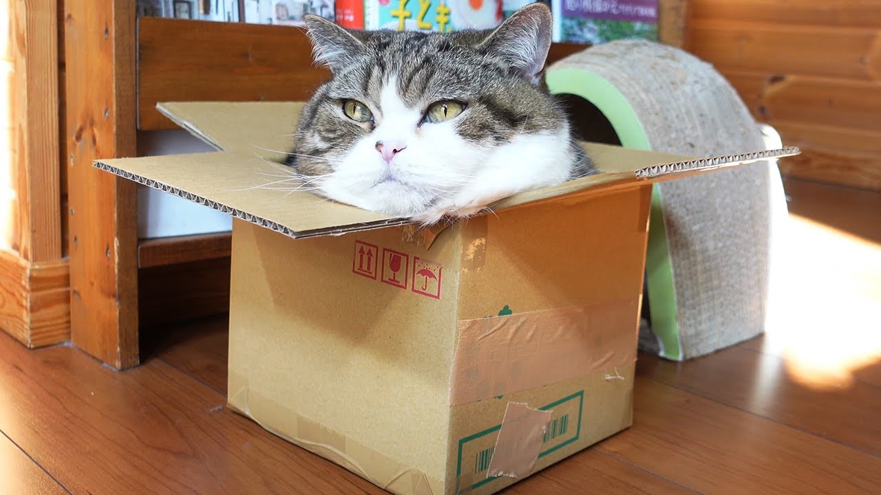 【mugumogu】まるさん家5 | まとめん（ペット）