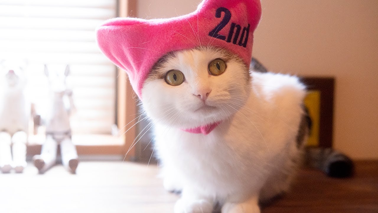 【mugumogu】みり2。-Miri 2.- | まとめん（ペット）