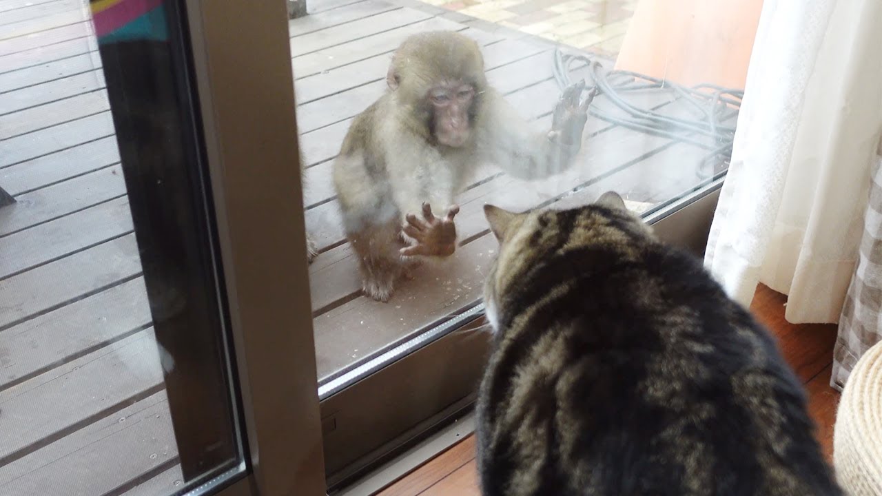 【mugumogu】サルのイタズラにも動じないねこ | まとめん（ペット）