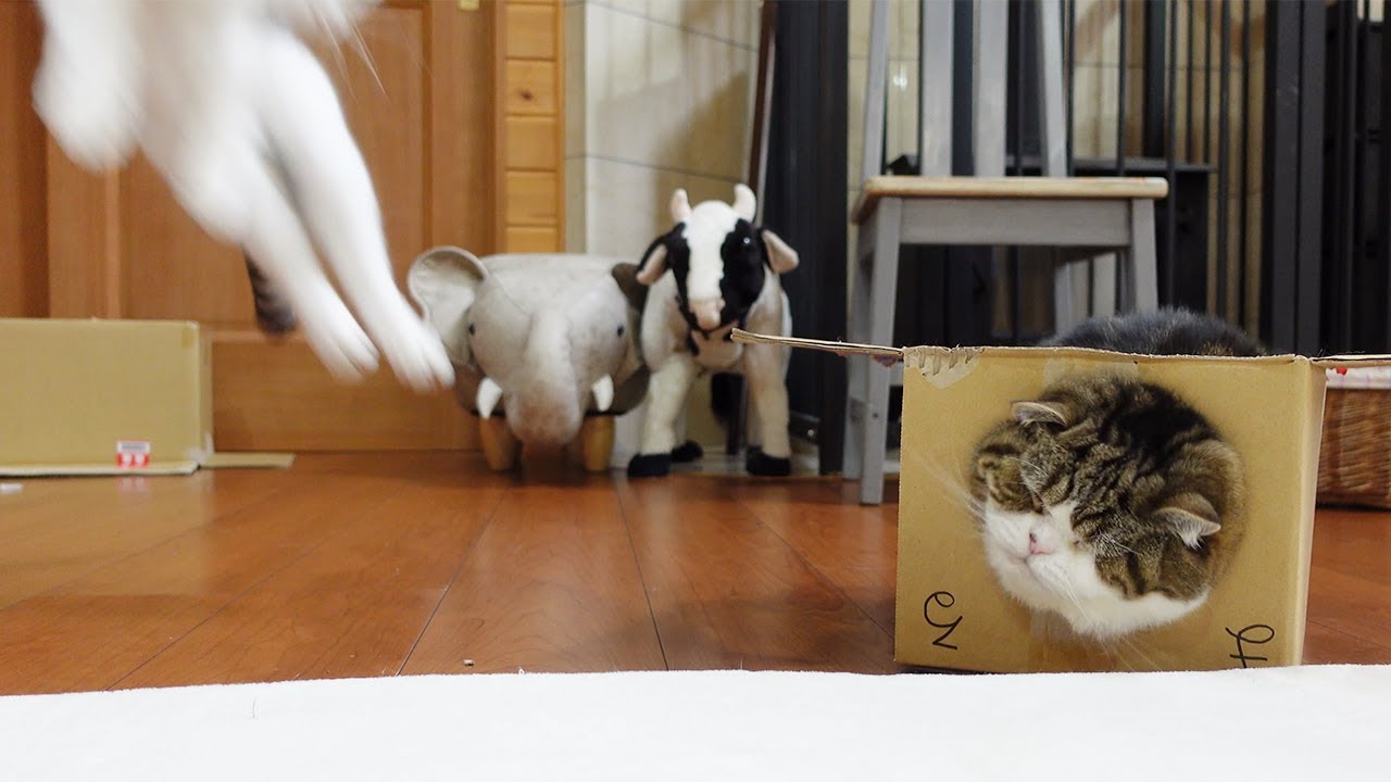 【mugumogu】顔で驚かせるねこ | まとめん（ペット）