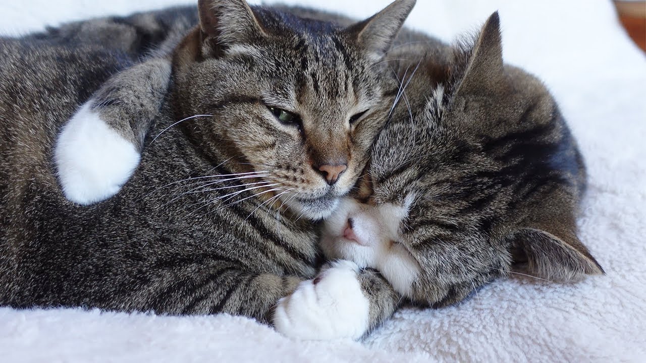 【mugumogu】抱っこでお昼寝するねこ | まとめん（ペット）